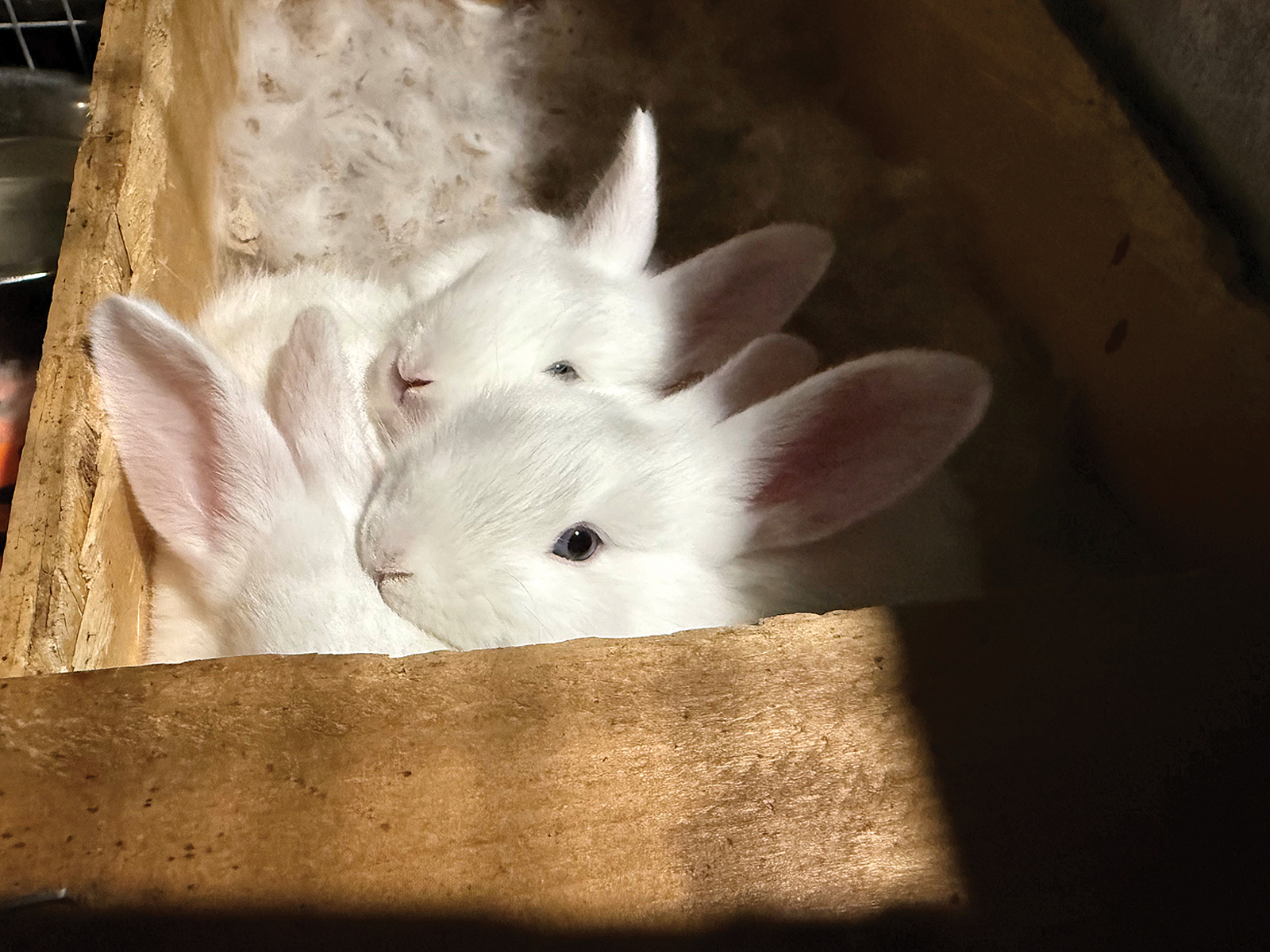 Beveren Rabbits – Mother Earth News